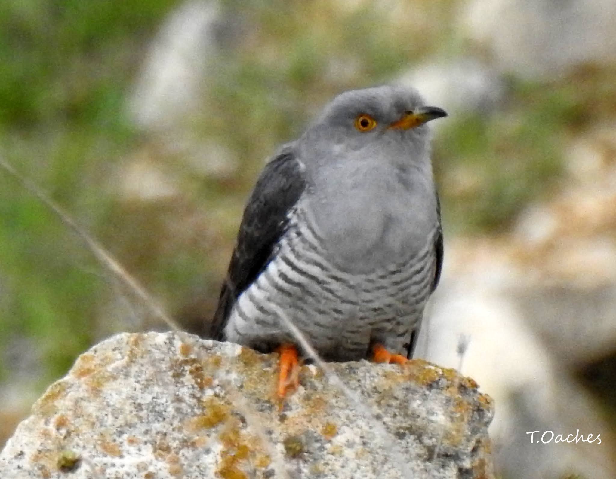 PASARI DIN ROMANIA: CUCUL (1), Cuculus canorus