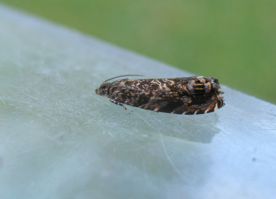 Weedon's World of Nature: Moths from weekend 12-13.7.13 (pt 1)