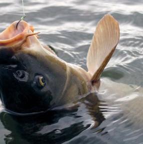 PassionForCarp: CRAPUL – NOTIUNI DE BIOLOGIE