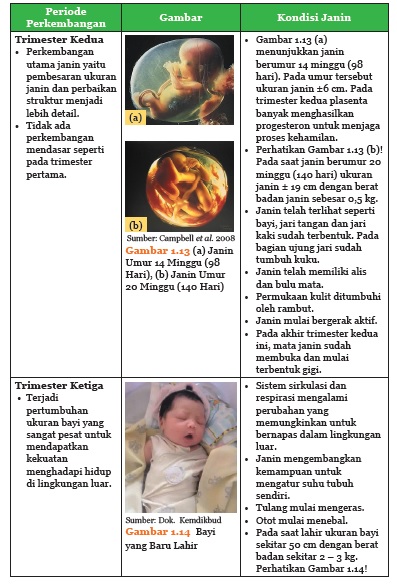 Sistem Reproduksi Manusia | C. Siklus Menstuasi - Fertilisasi ...