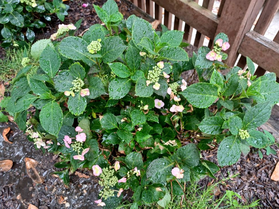 Future Plants by Randy Stewart: Hydrangea - Other Species