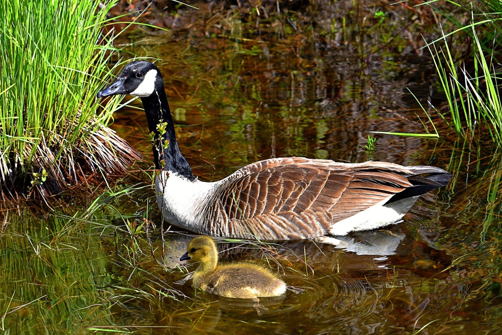 Den'sphotogallery: Canada Geese Portfolio