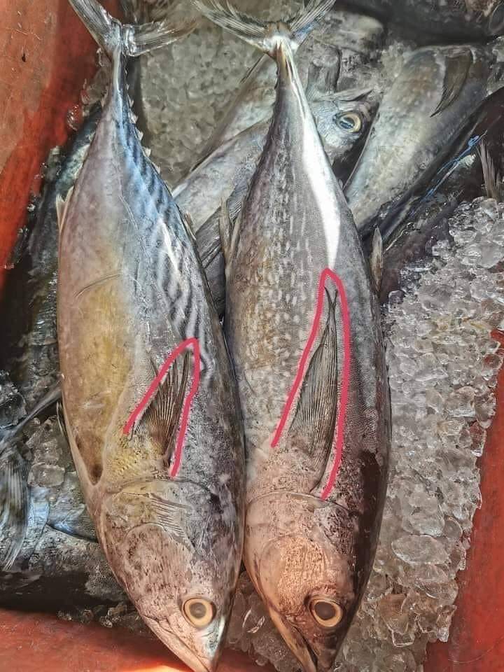 Beza Ikan Tongkol Dan Ikan Kayu - LeviecHaynes