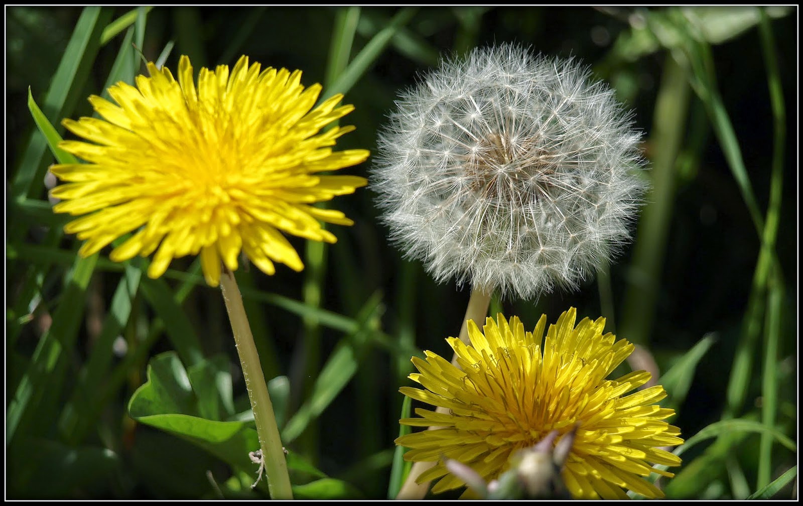 Diente de león (Taraxacum officinale) | Deba Información