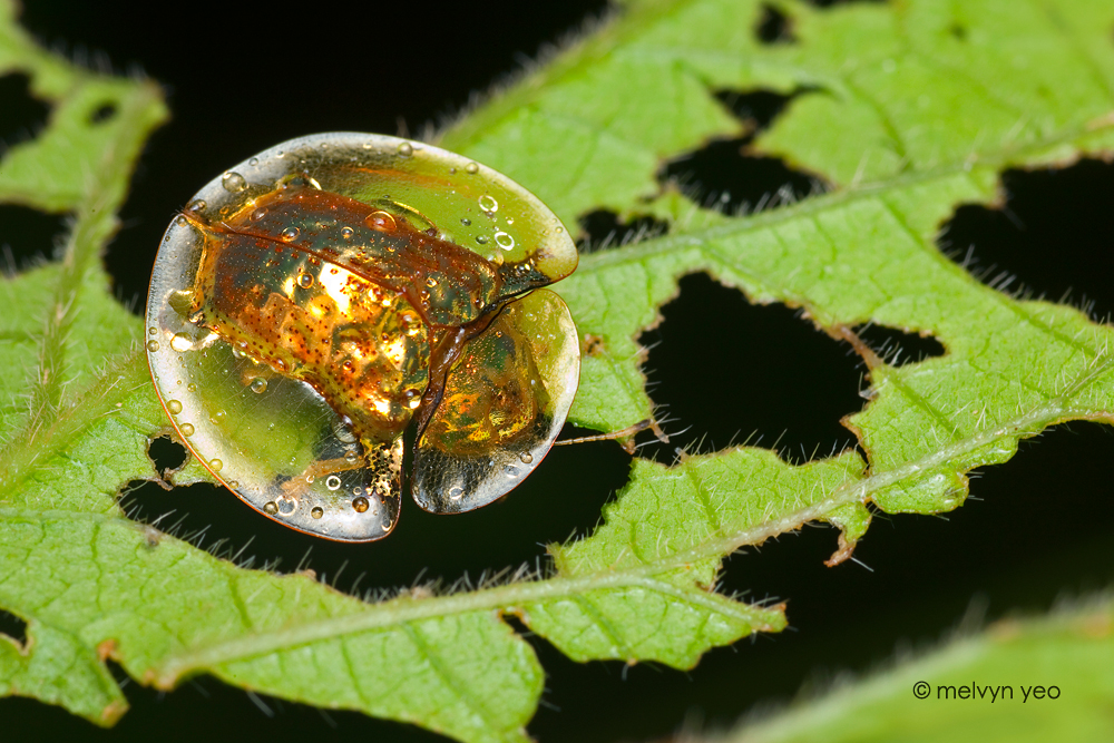 Melvyn's Photography: Golden Tortoise Beetle