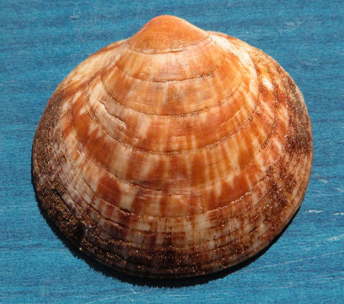 Educación Física en la Red: Fabrica una lámpara prehistórica con cera ...