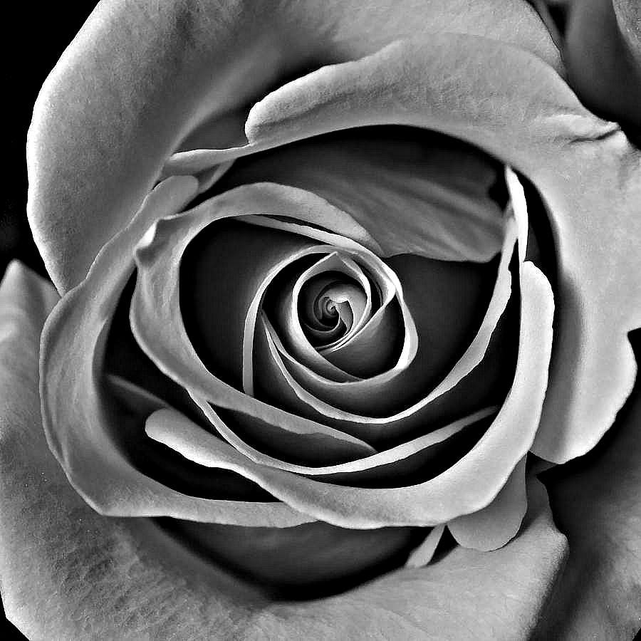 Postcards.from.Bodyland: Red Rose, Proud Rose, Sad Rose