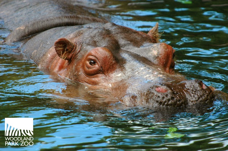 Keep Puget Sound Clean: Make it hippo-poo free