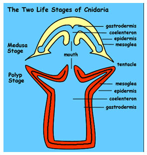 Knidaria (Filum Cnidaria) | Pustaka Pandani