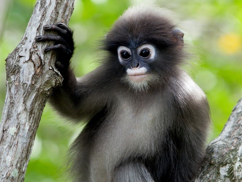 Spectacled Langur | The Life of Animals