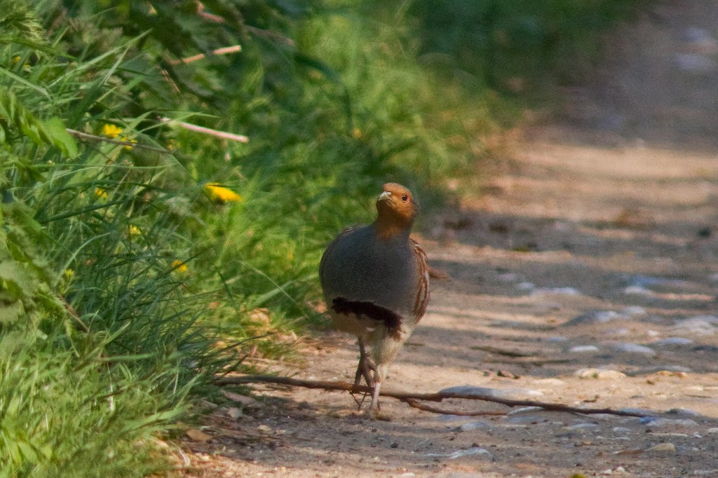 Species of UK: Week 33: Grey Partridge (‘Perdix perdix’)