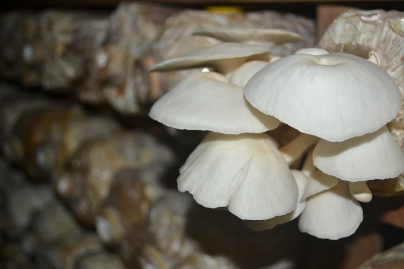 Budidaya 3 Tanaman Ini Bisa Dapat Banyak Uang! Benarkah? - Jual Polybag ...