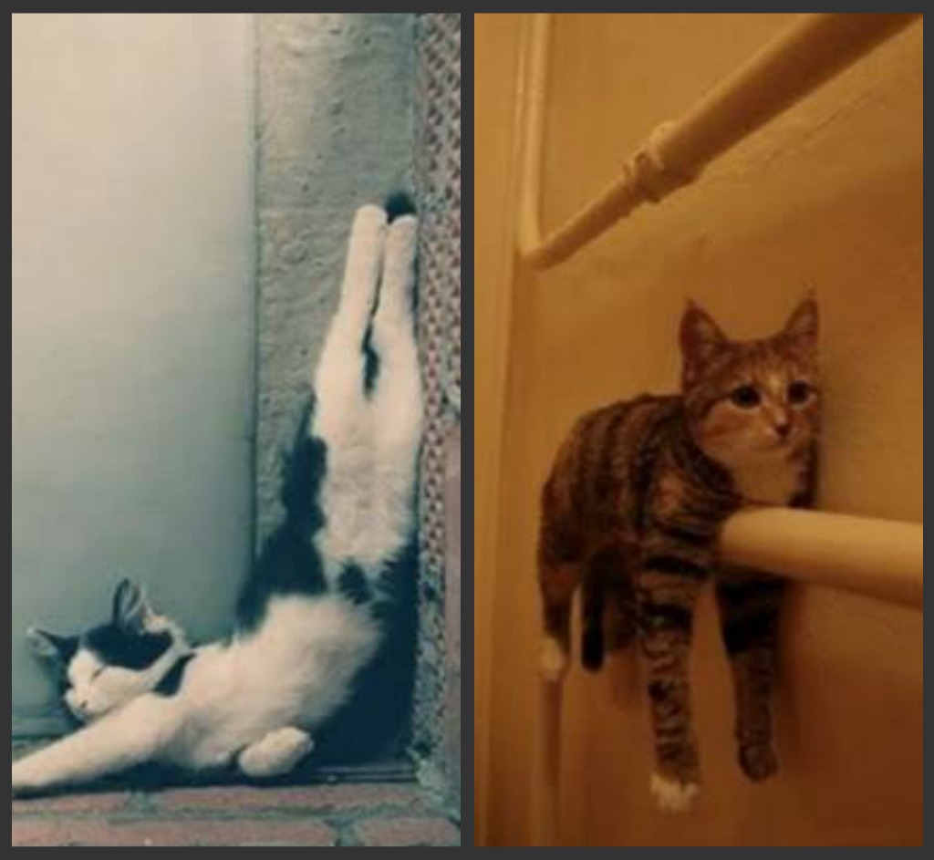 Nadiya...Loving Every Moment: Cuteness...Cat Planking
