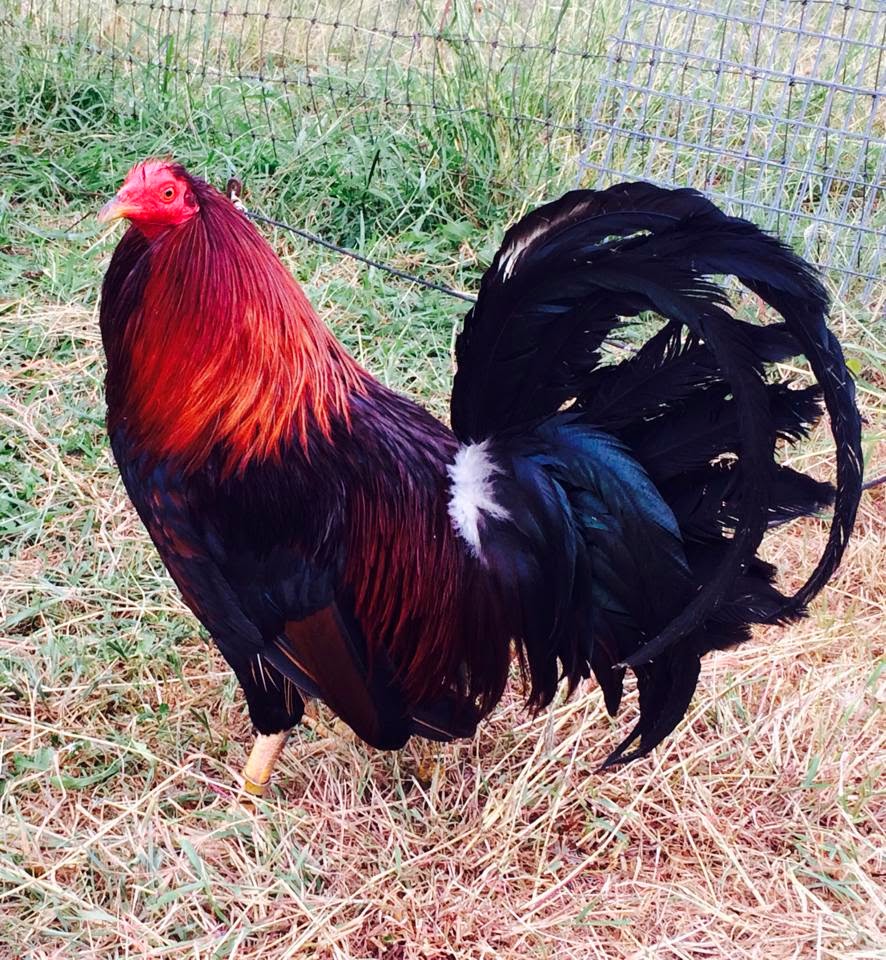 Democrat ~ Rooster Village