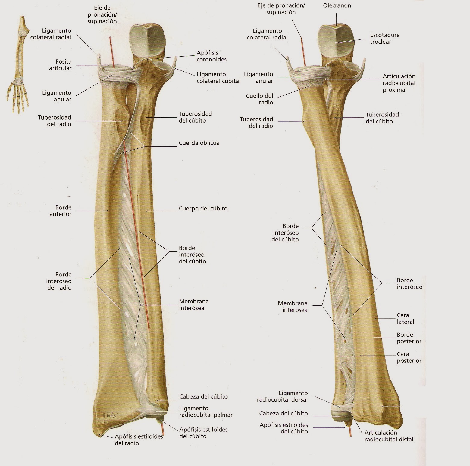 Apuntes para novat@s de Enfermería: 3. ESQUELETO Y MÚSCULOS (5 ...