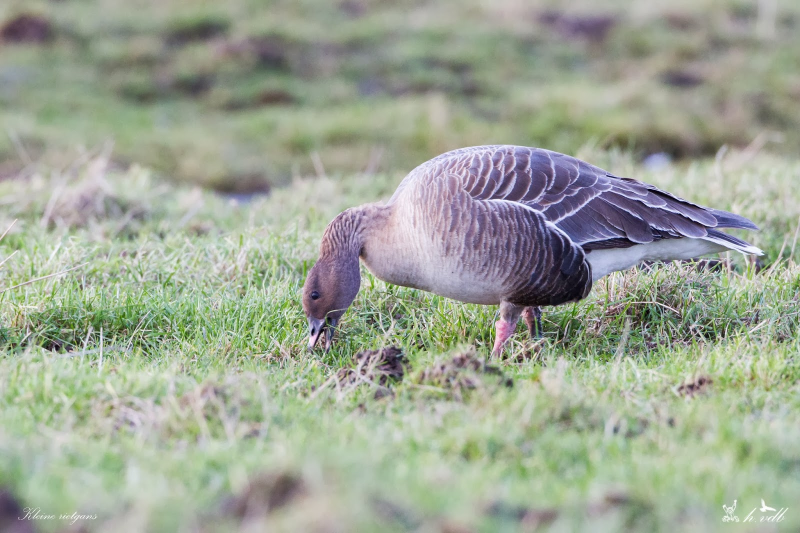 vogelparadijs: assortiment k-o