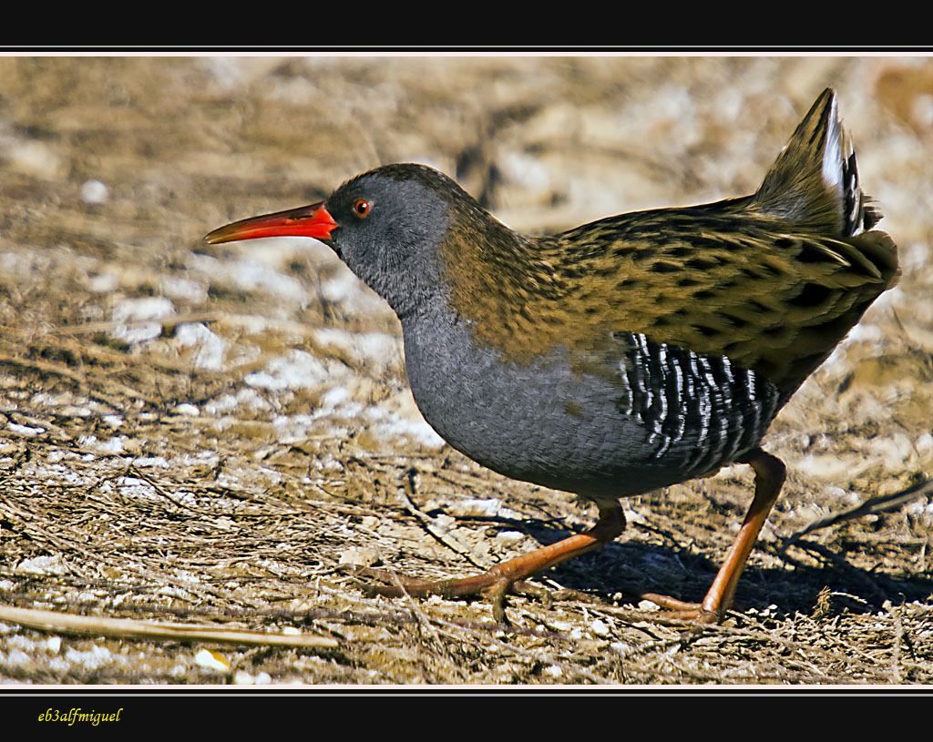 Miguel fotografia: Rascón Europeo (Rallus aquaticus)