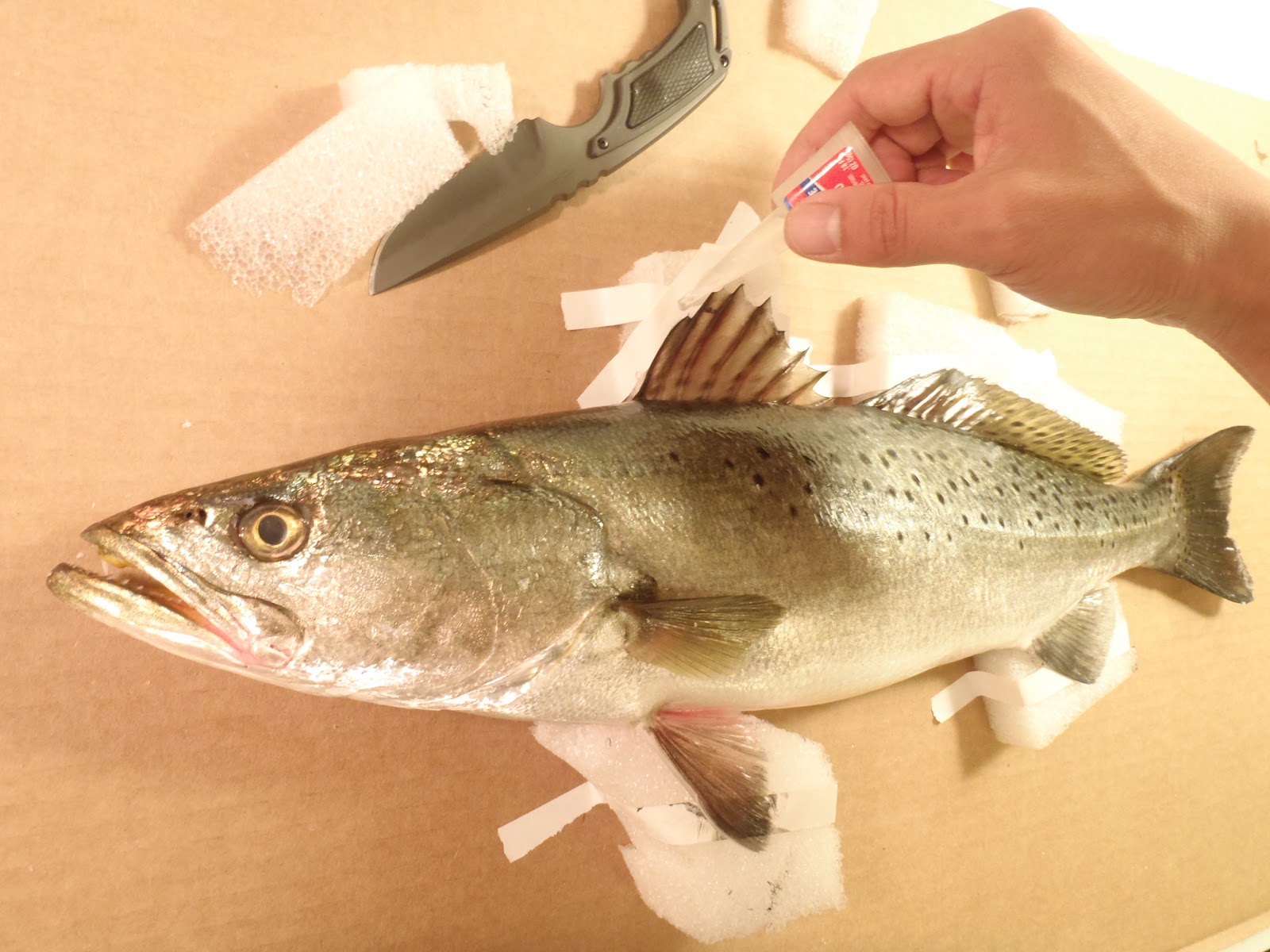 Angling Addict: Fish Prints: How-To with Video