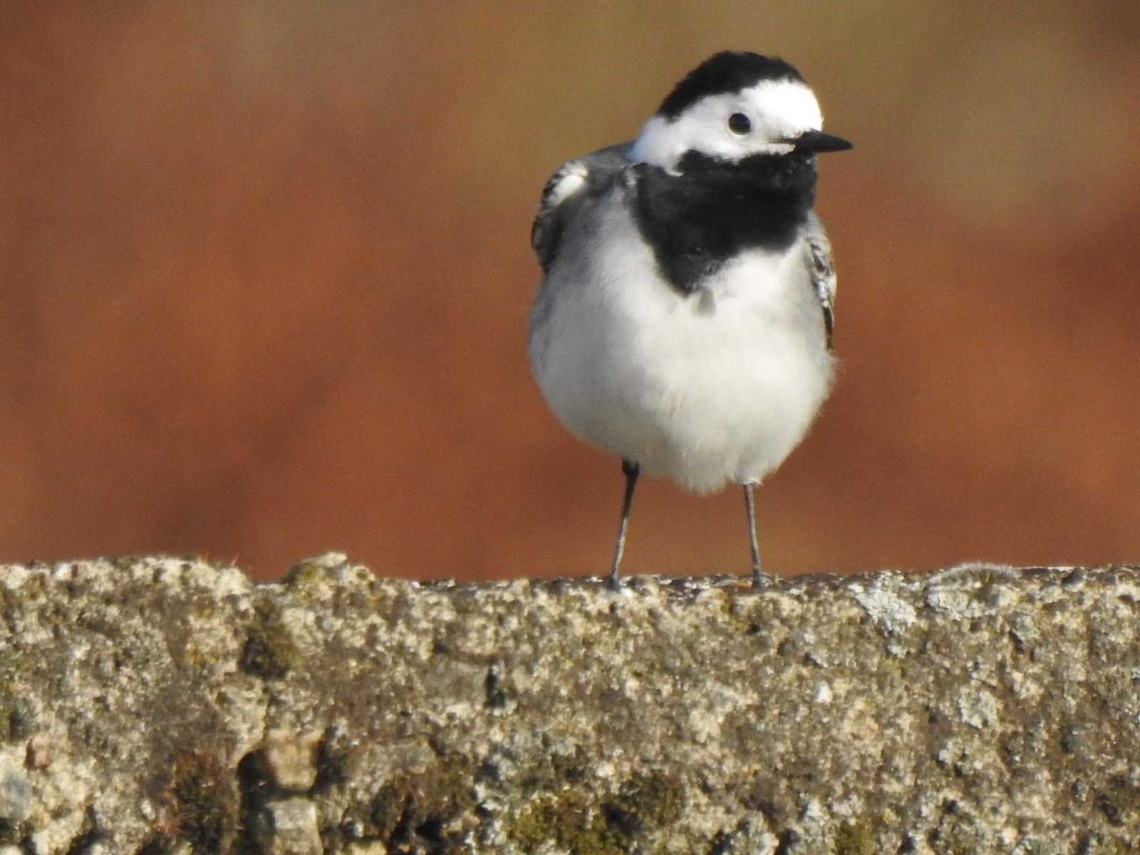 PASARI DIN ROMANIA: CODOBATURA ALBA, Motacilla alba