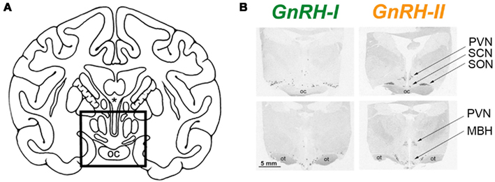 Adam Pawson | The Thought Astronaut