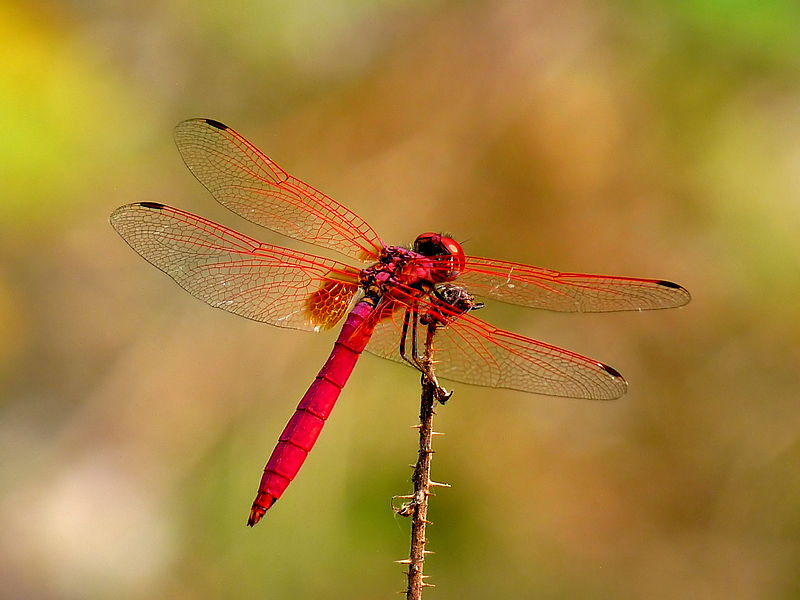 Libélula roja, macho de Trithemis aurora
