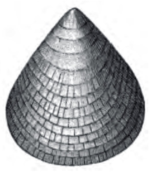 Variety of Life: Rhynchonelliformea