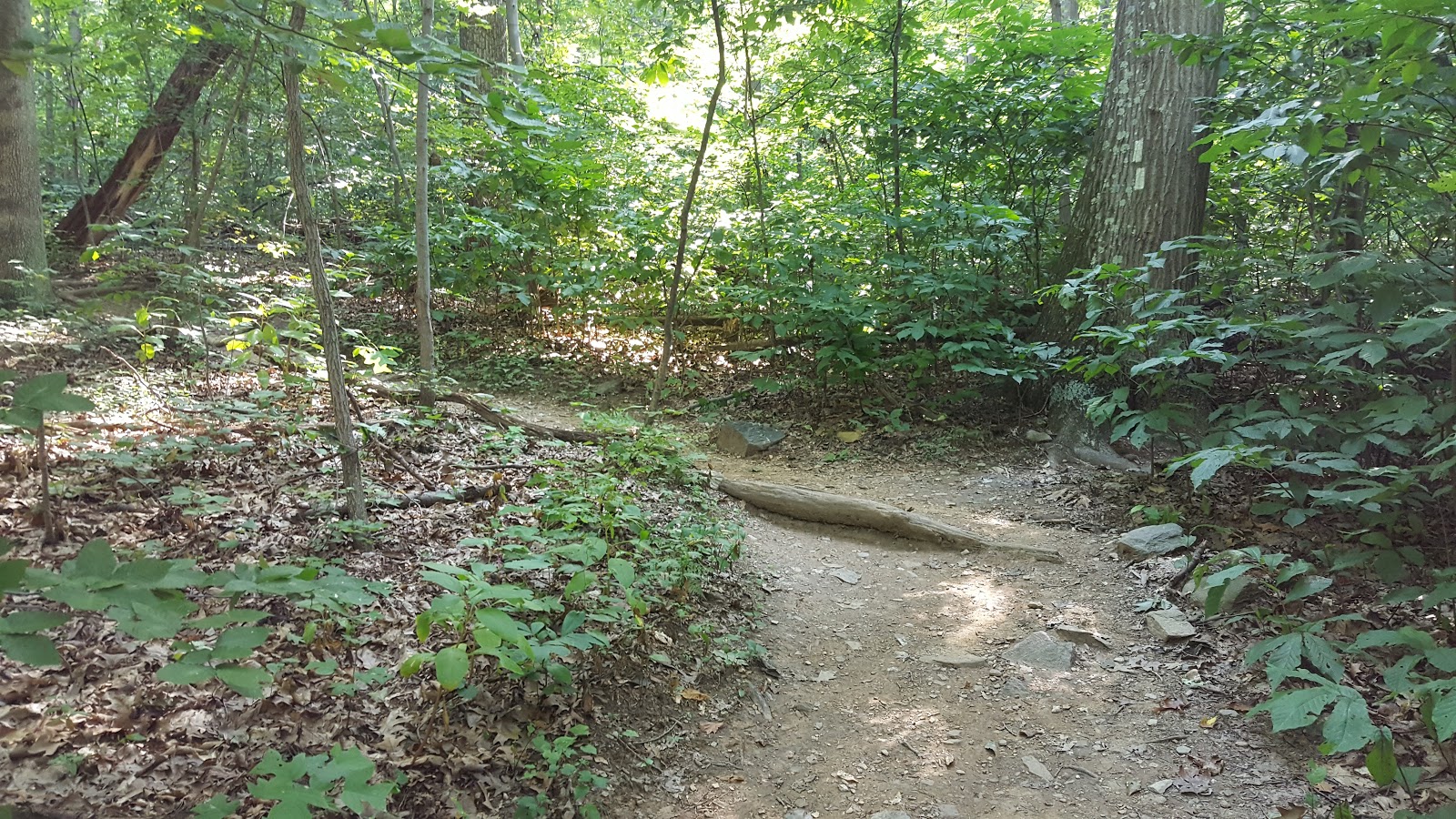Hiking With Hammer: Weverton Cliff Hike