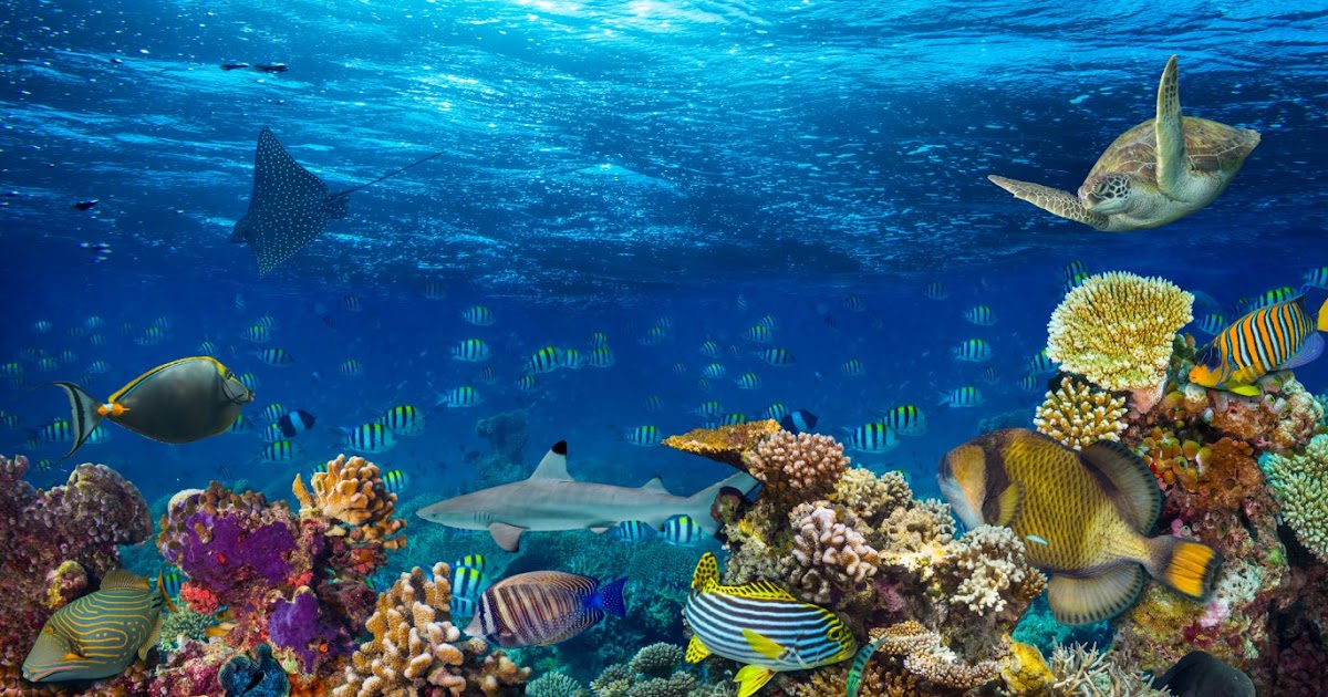 ¿Qué tan profundo es el océano y qué sabemos de él?