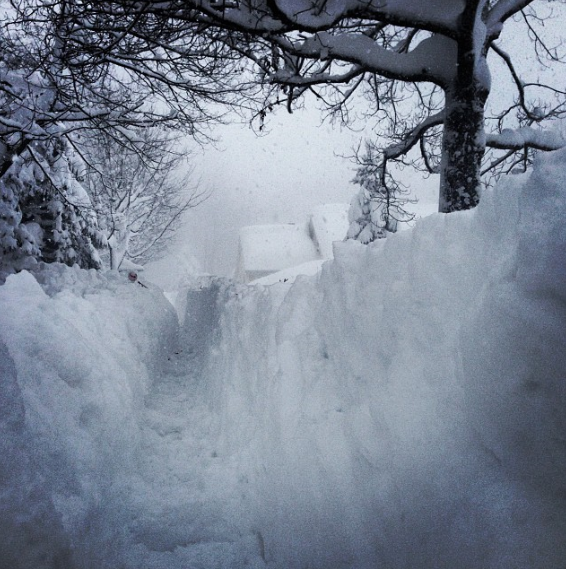 The Phytophactor: Snow snow snow