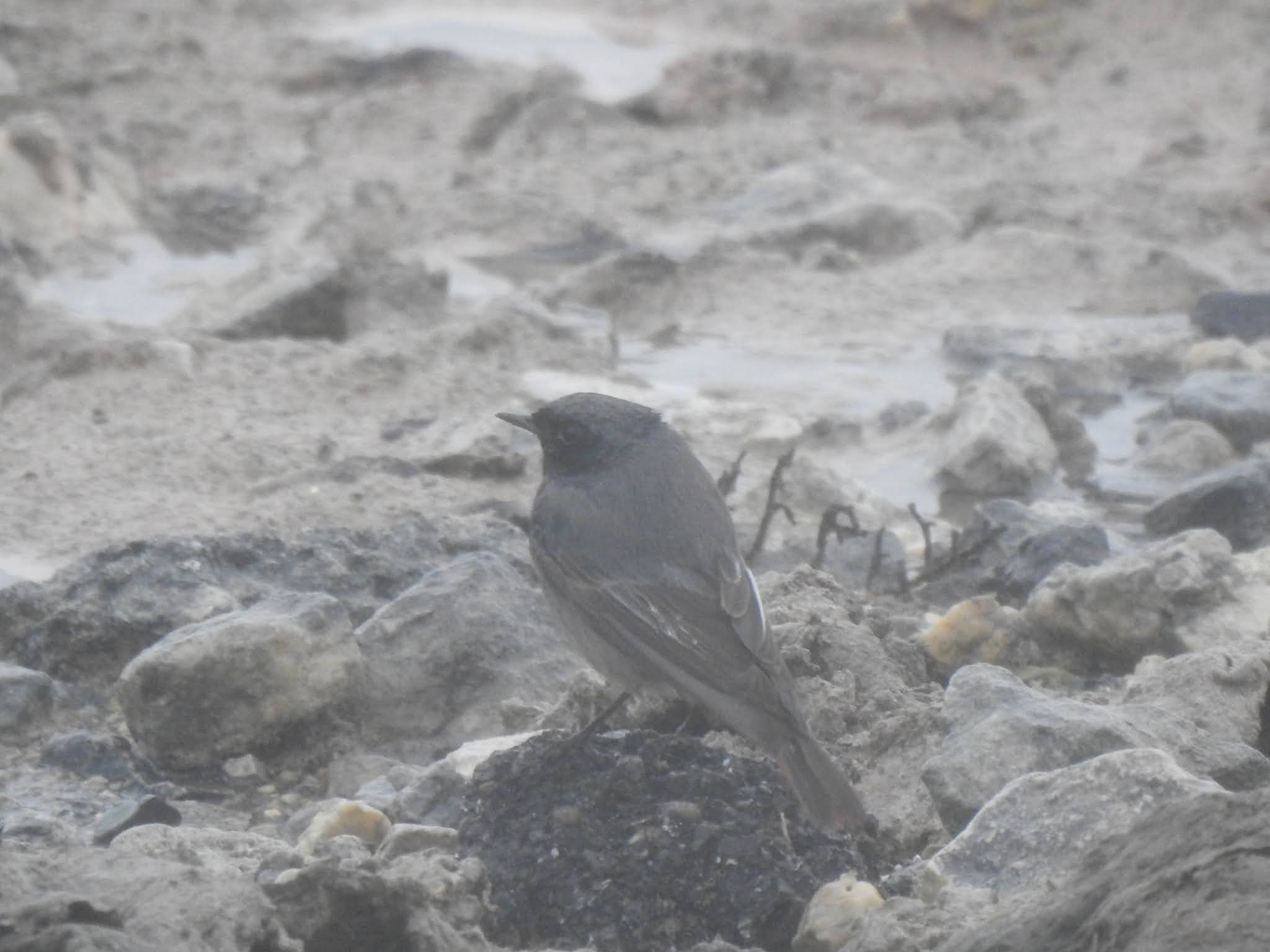 PASARI DIN ROMANIA: CODROS DE MUNTE (2), Phoenicurus ochruros