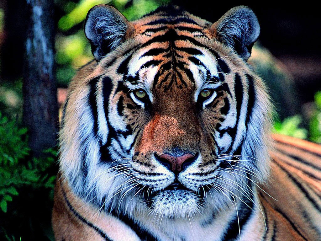Para Chamar á atenção : Trigre: O tigre (Panthera tigris) é um mamífero ...