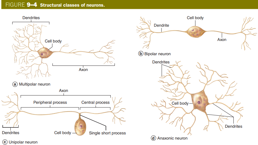Histologi Neuron