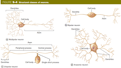 Histologi Neuron