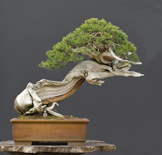 Panduan Membuat Kayu Mati Pada Bonsai | Jin, Shari dan Uro | Bonsai ...