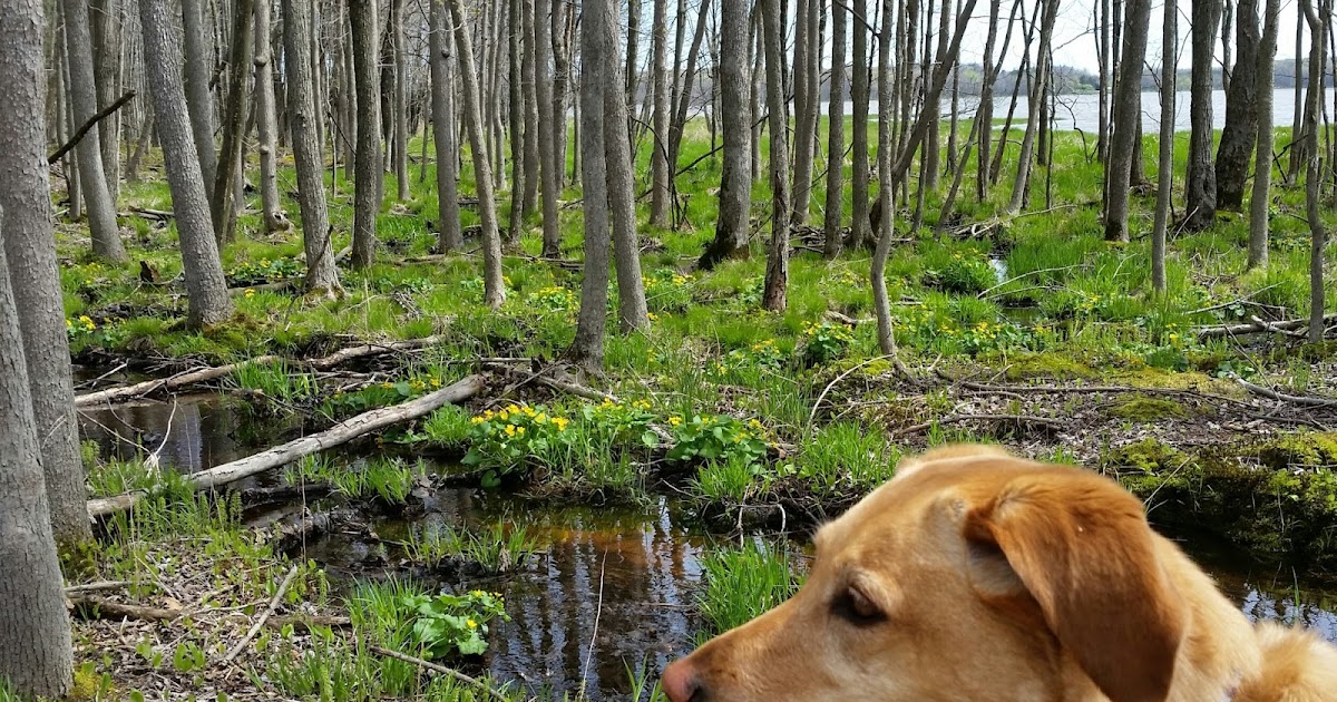 Hiking with Heather: Deer Chase