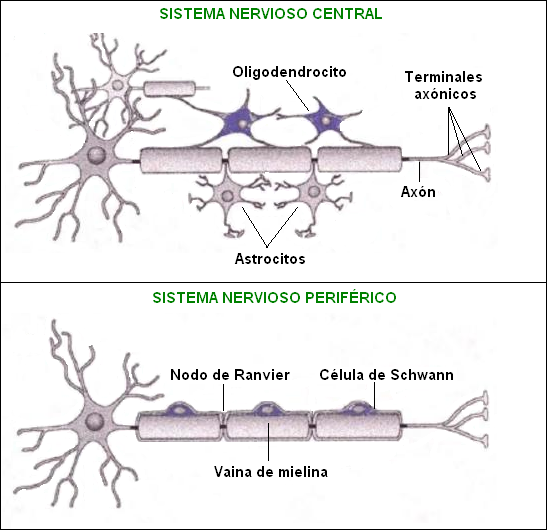 sopacamhi: Entrada 1, Morfología y Funcion de las Celulas Gliales del SN