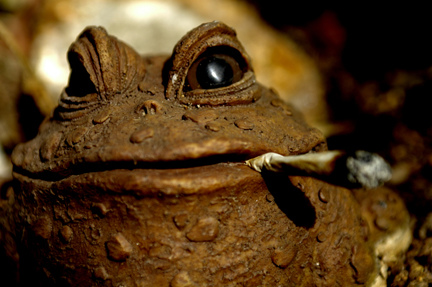 Frog smoking Cigarette | Funny