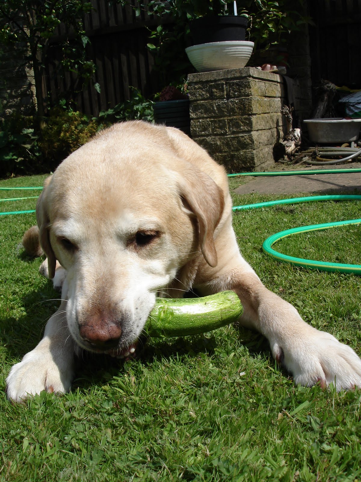 Down on the Allotment: Too many Courgettes?