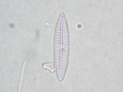 Catalogue of Organisms: Naviculi, Navicula