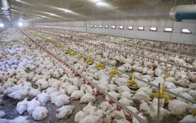 Biomass Industrial Innovative Projects: Biochar for Chicken Farming