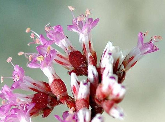 What is the National Flower of Qatar