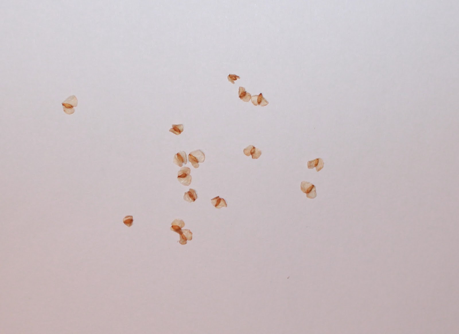 Boreal Expat: Tiny Seeds of Summer