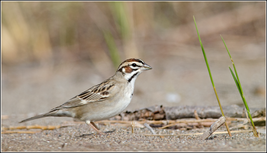 Explorations of an Ecologist: Lark Sparrow at Point Pelee