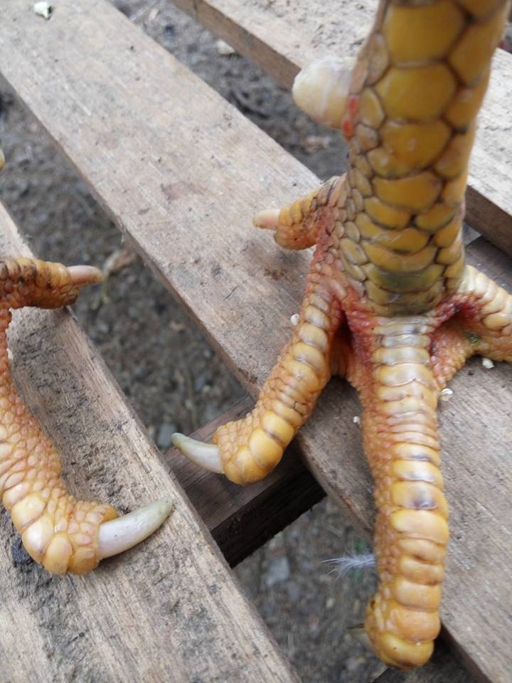 AYAM GANU KITE: sesungut naga