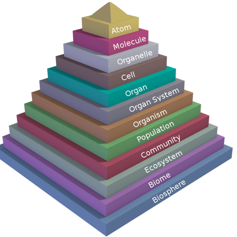 Untuk-mu: SISTEM ORGANISASI KEHIDUPAN