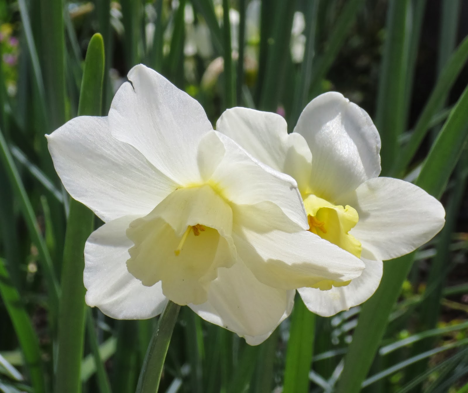 Late to the Garden Party: Droopy Daffodils and Floppy Freesia
