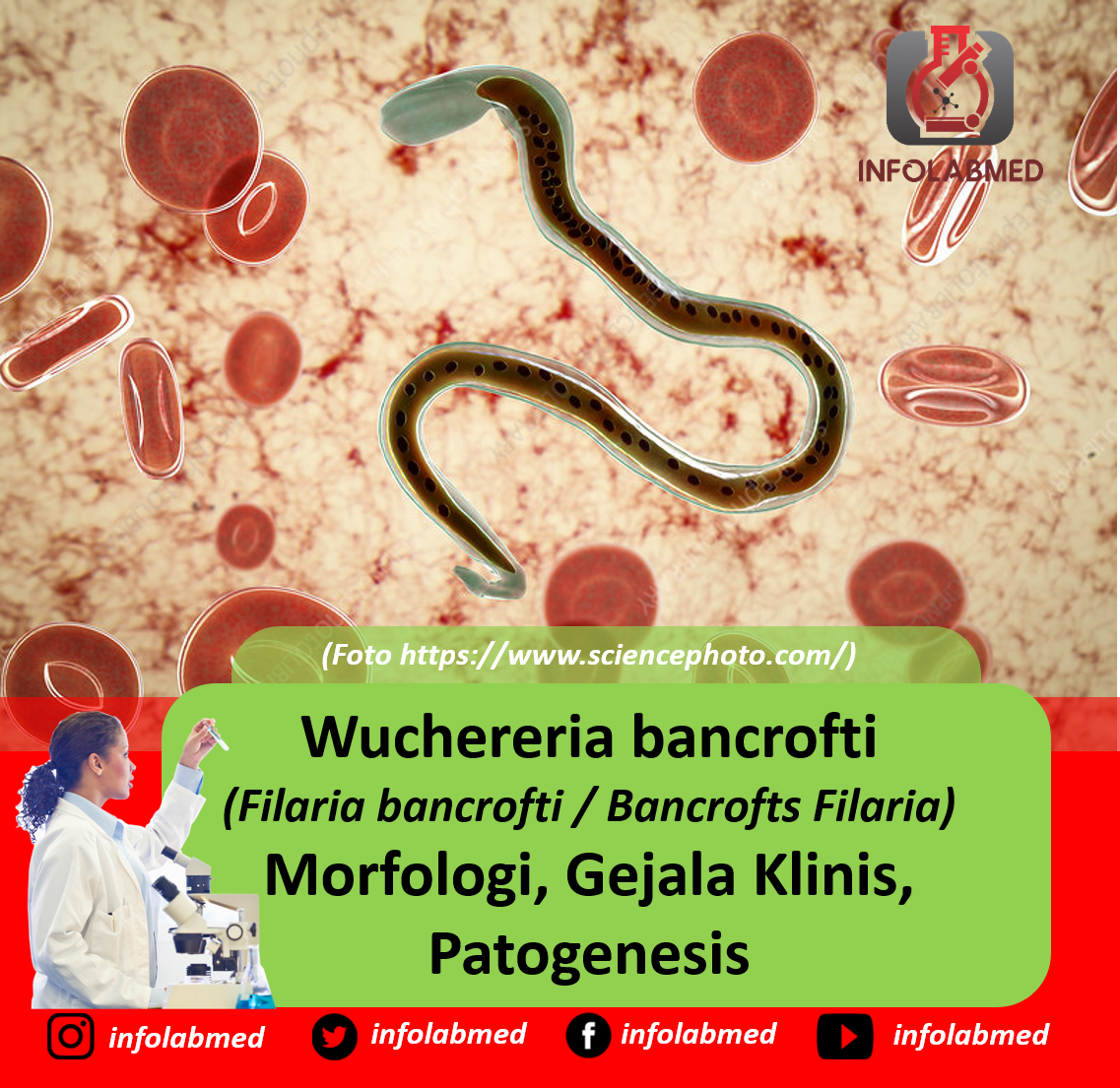 Wuchereria bancrofti (Filaria bancrofti / Bancrofts Filaria ...