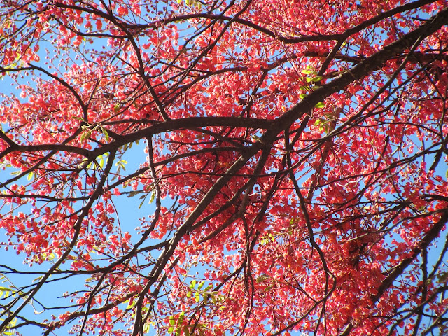 Clicks - Verdes: Cassia Grandis.....vulgo Cassia Rosa, Marimari