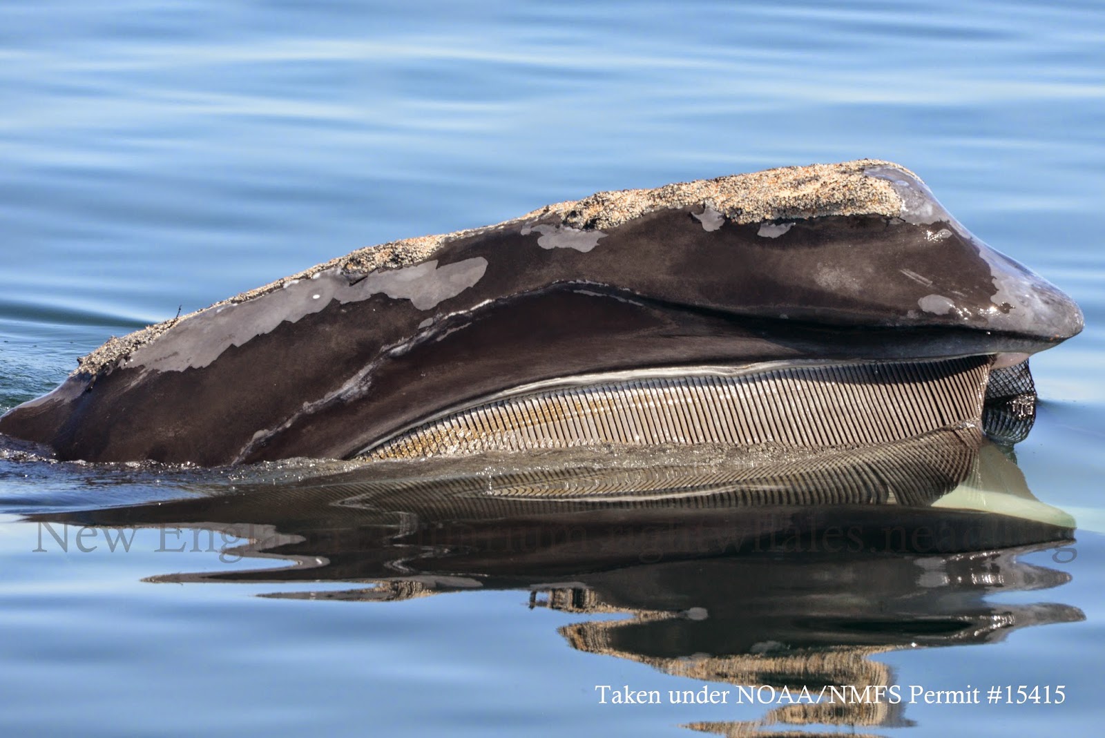 Right Whale Research Blog