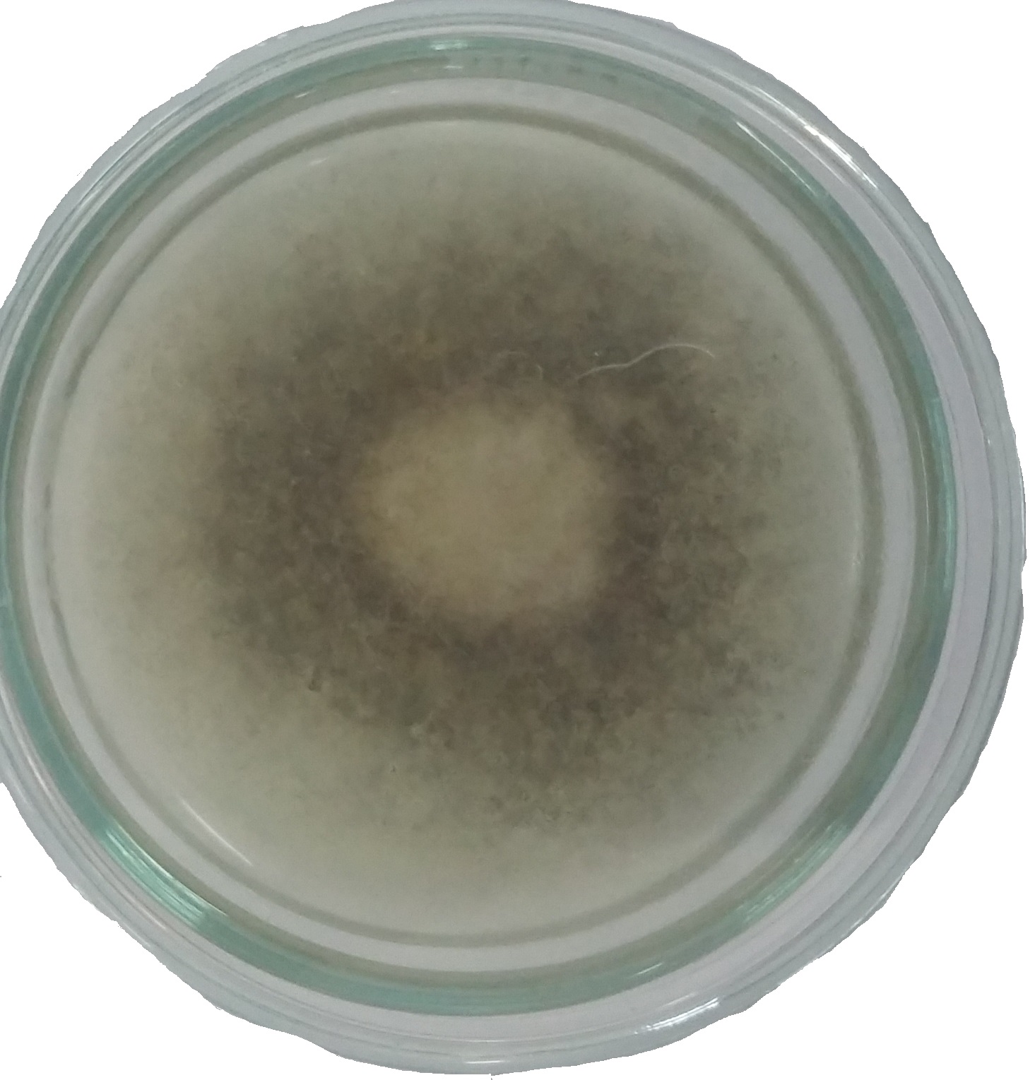 Rincón de Micología: Syncephlastrum sp.